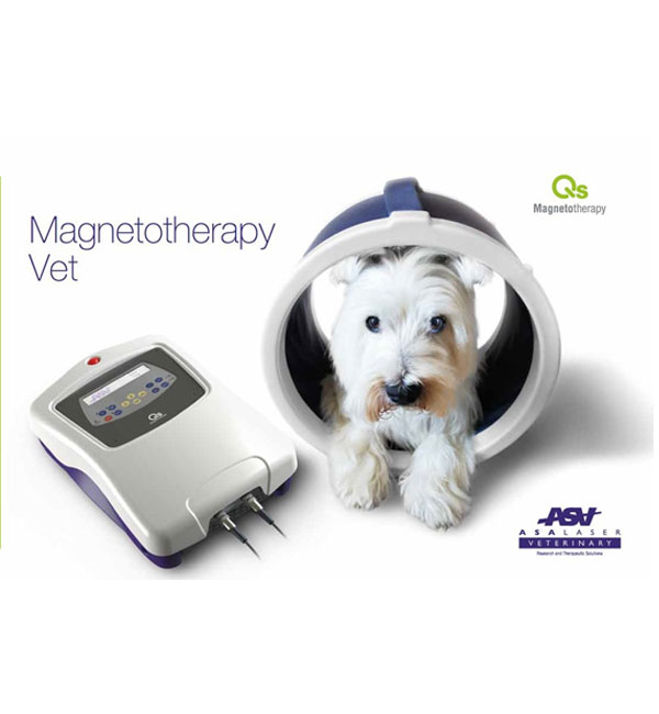 ASA Laser – IBL กายภาพบำบัดในสัตว์